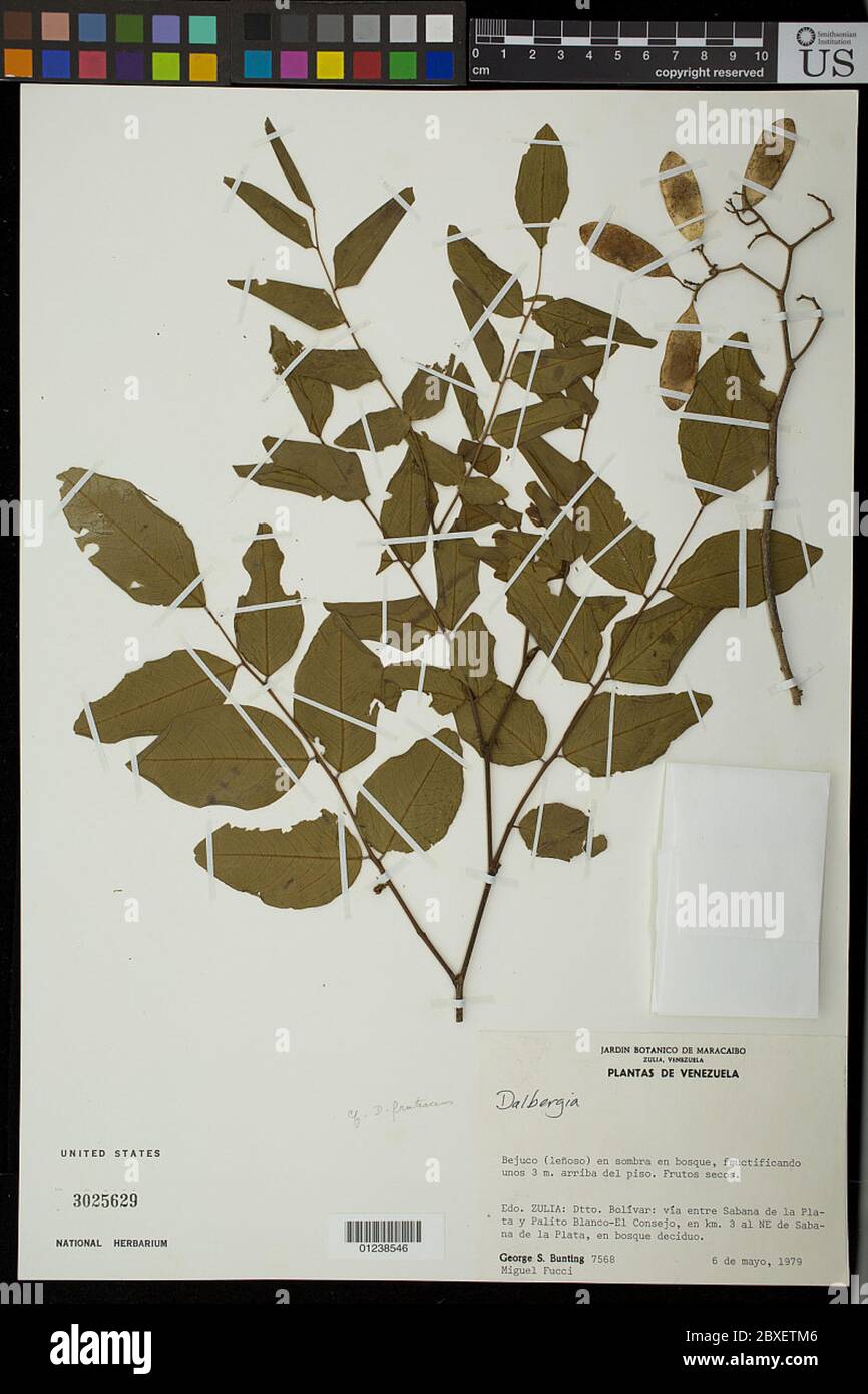 Dalbergia sp Dalbergia sp Stock Photo - Alamy