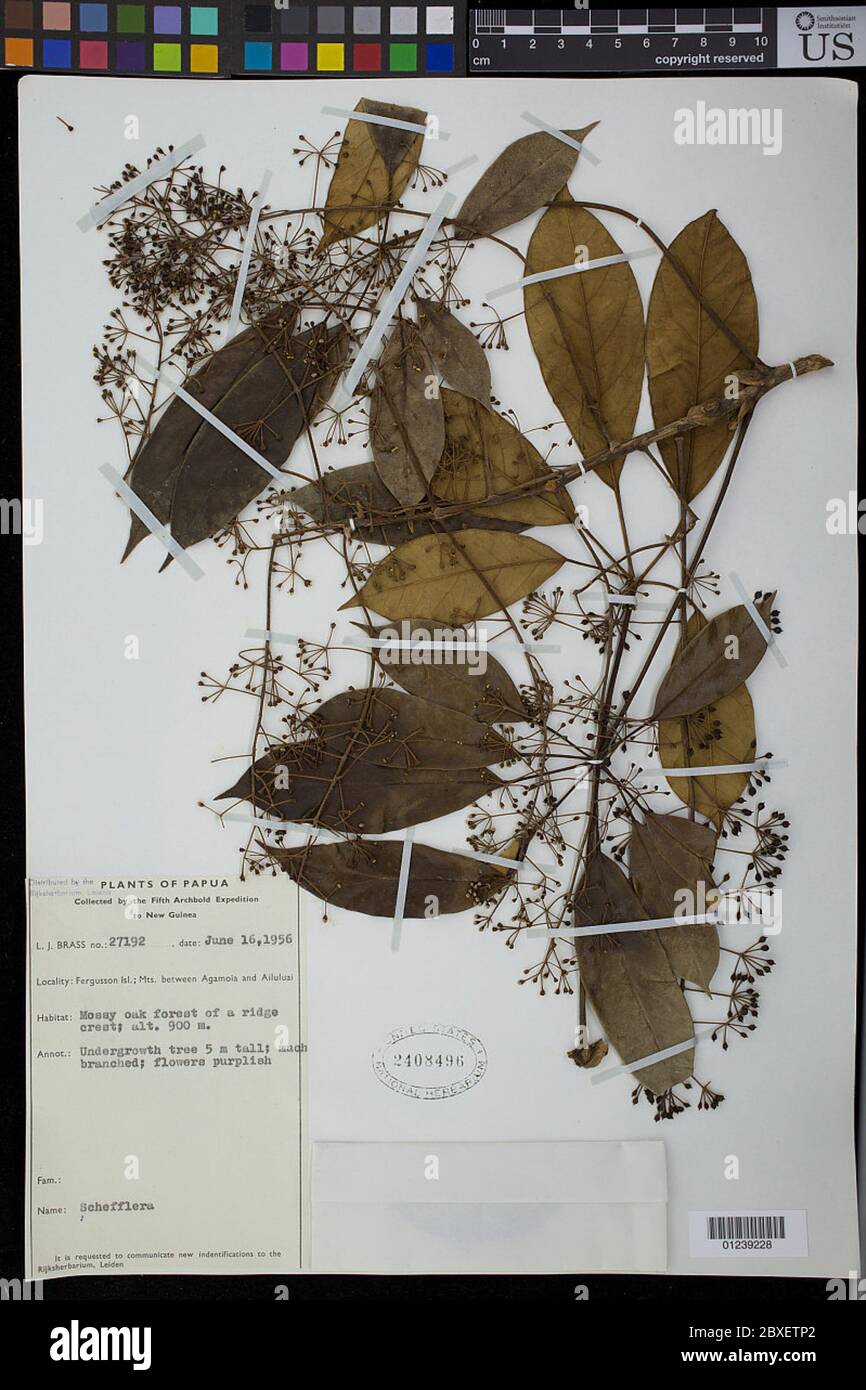 Schefflera sp Schefflera sp Stock Photo - Alamy