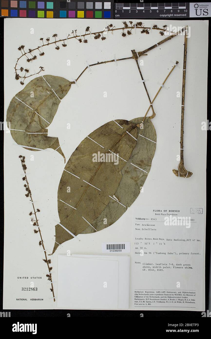 Schefflera sp hi-res stock photography and images - Alamy