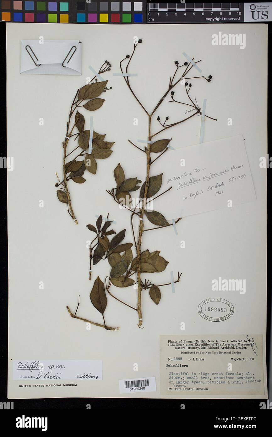 Schefflera sp Schefflera sp Stock Photo - Alamy