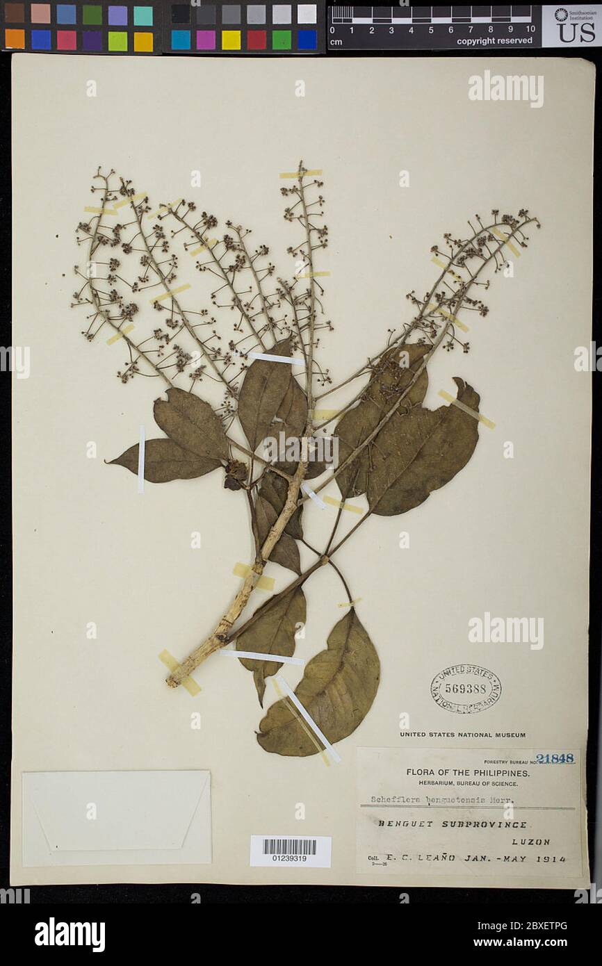 Schefflera benguetensis Merr Schefflera benguetensis Merr Stock Photo ...