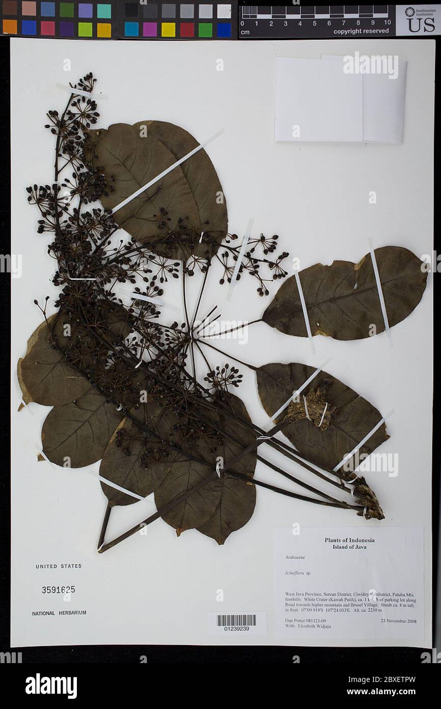 Schefflera sp hi-res stock photography and images - Alamy