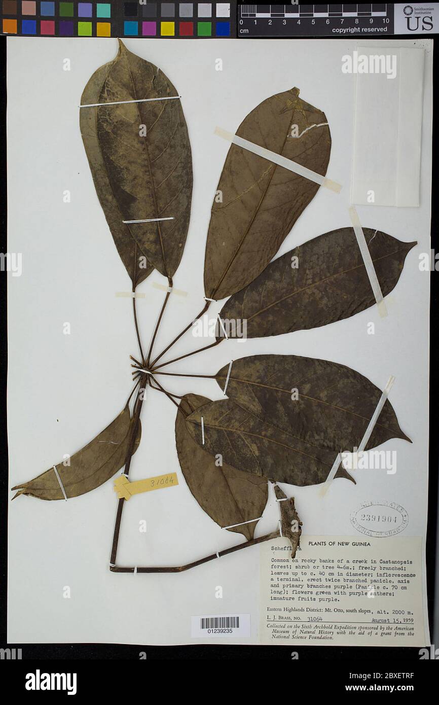 Schefflera sp Schefflera sp Stock Photo - Alamy