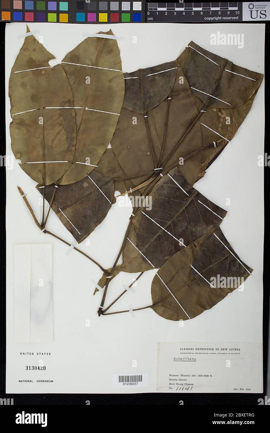 Schefflera sp hi-res stock photography and images - Alamy