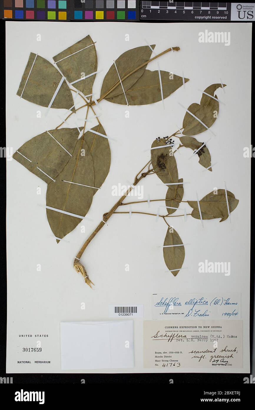 Schefflera elliptica Blume Harms Schefflera elliptica Blume Harms Stock ...