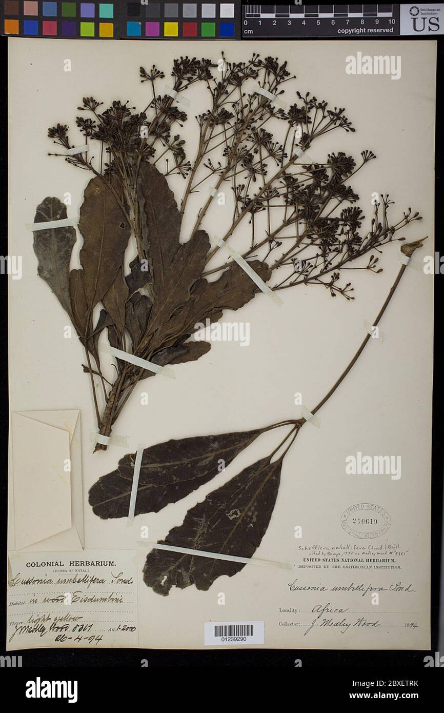 Schefflera umbellifera Sonder Baill Schefflera umbellifera Sonder Baill ...