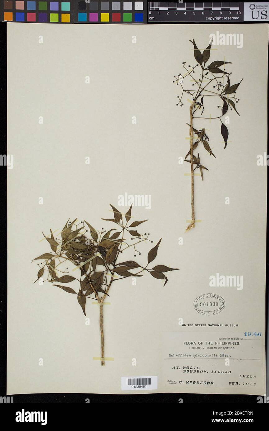 Schefflera microphylla Merr Schefflera microphylla Merr Stock Photo - Alamy