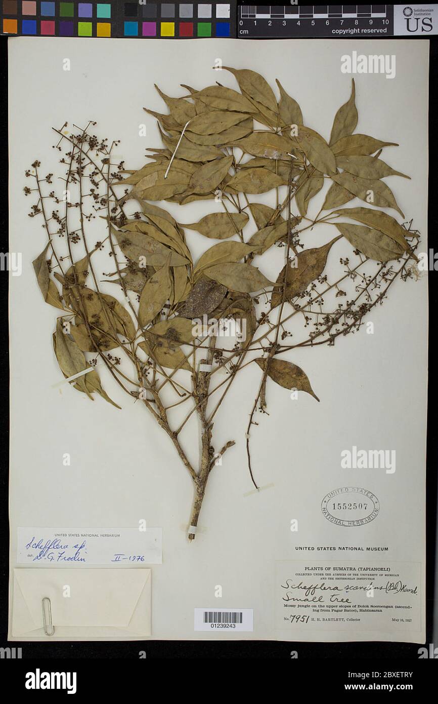 Schefflera schefflera sp hi-res stock photography and images - Alamy