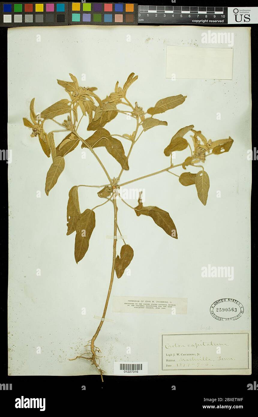 Croton capitatus Croton capitatus Stock Photo - Alamy