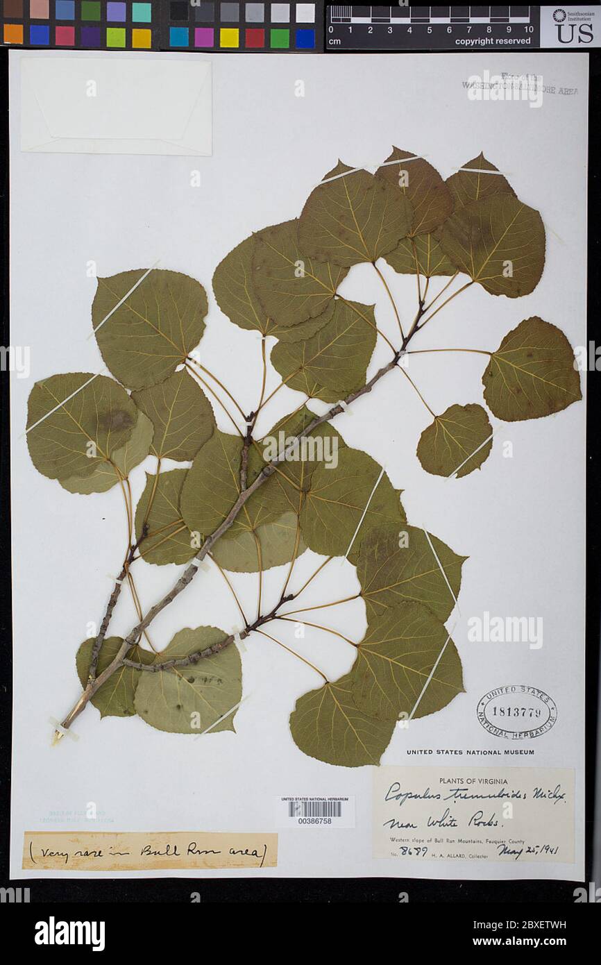 Populus tremuloides michx hi-res stock photography and images - Alamy