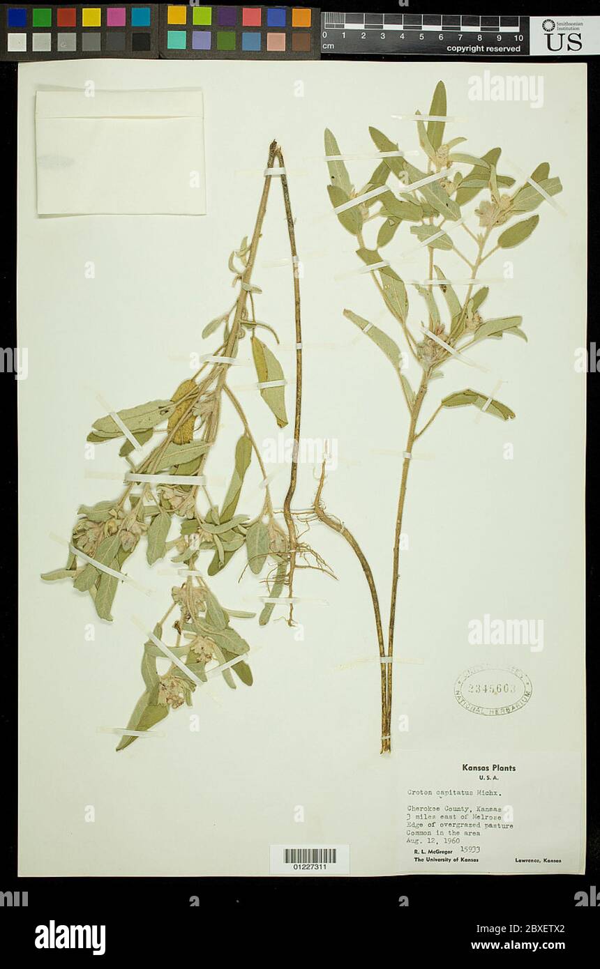 Croton capitatus hi-res stock photography and images - Alamy