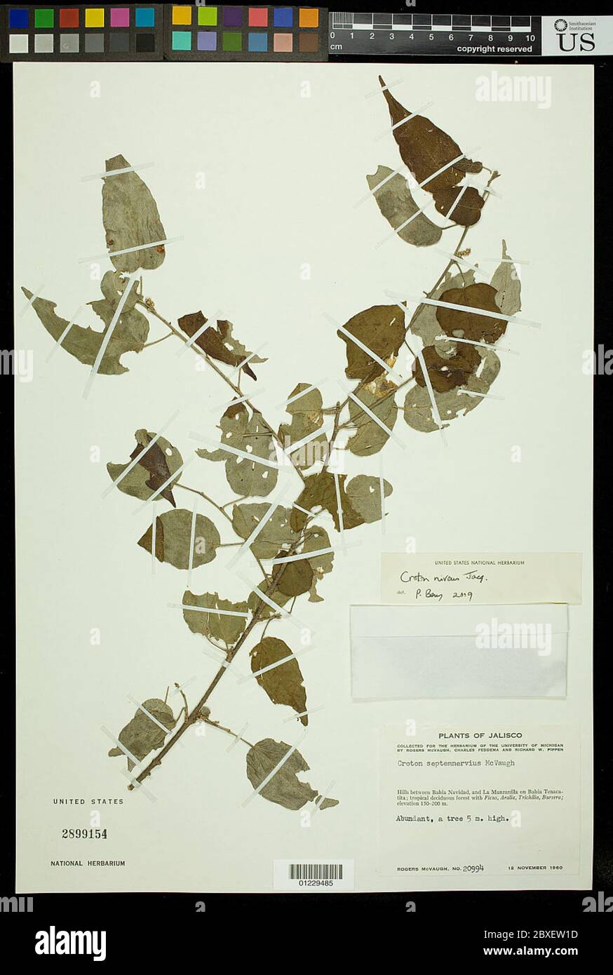 Croton niveus Jacq Croton niveus Jacq Stock Photo - Alamy