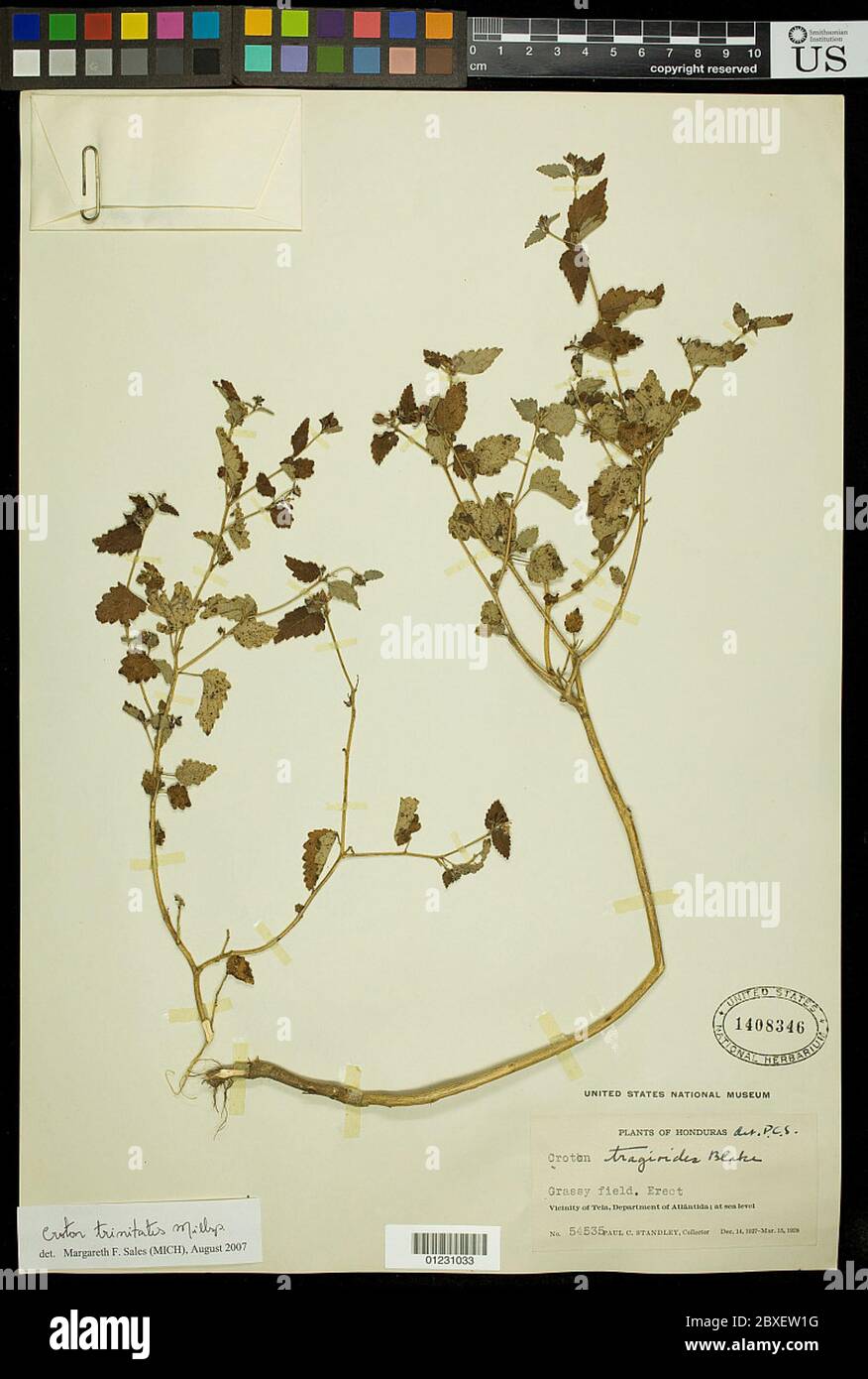 Croton trinitatis Millsp Croton trinitatis Millsp Stock Photo - Alamy