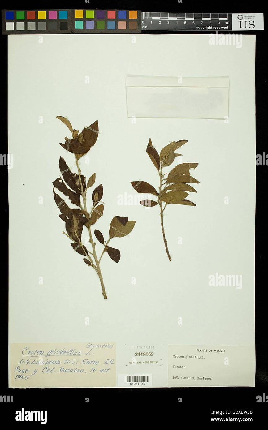 Croton sp hi-res stock photography and images - Alamy