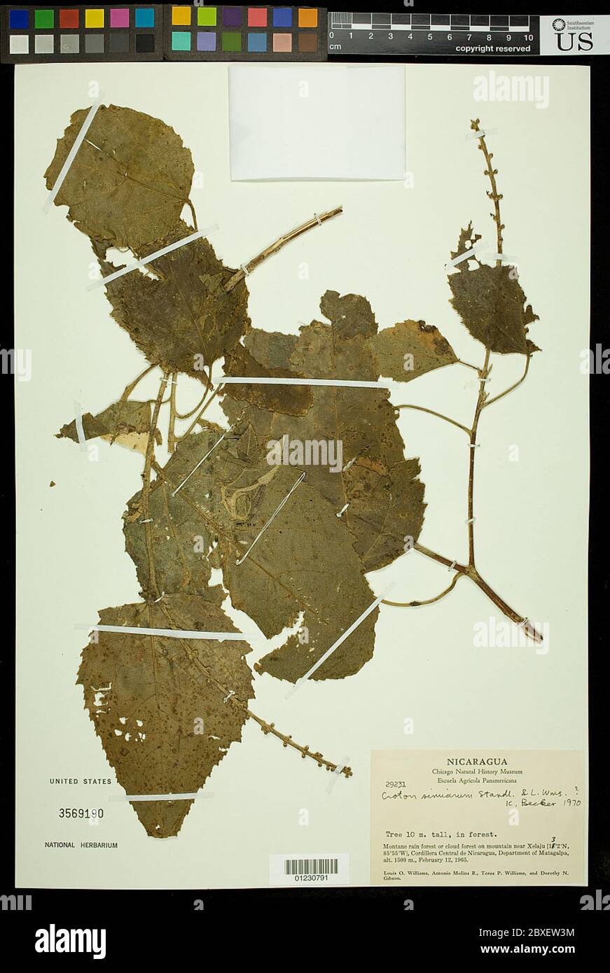 Simiarum hi-res stock photography and images - Alamy