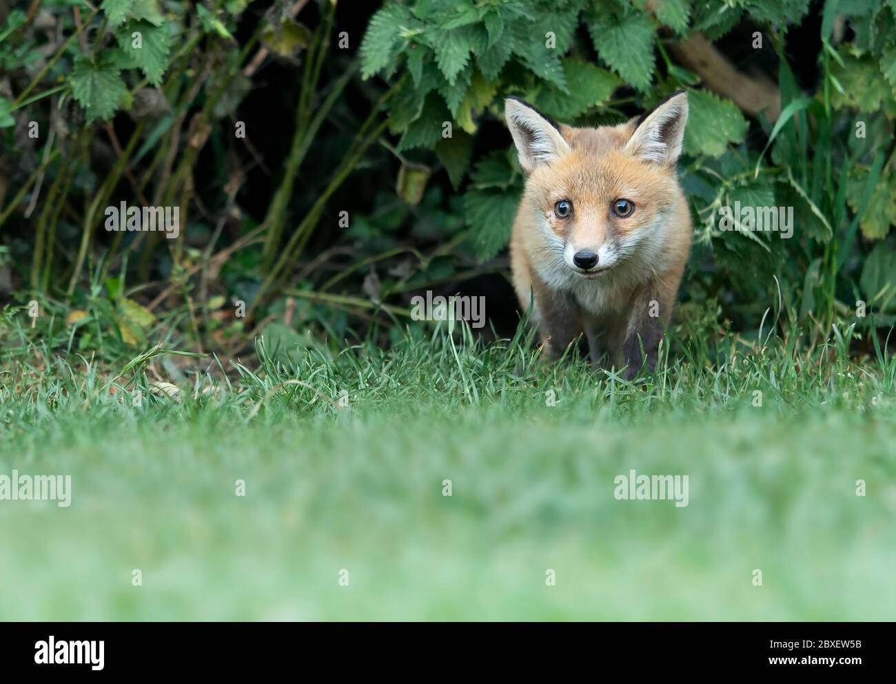 A cute wild Red Fox (Vulpes vulpes) cub emerges from the undergrowth, Warwickshire Stock Photo ...