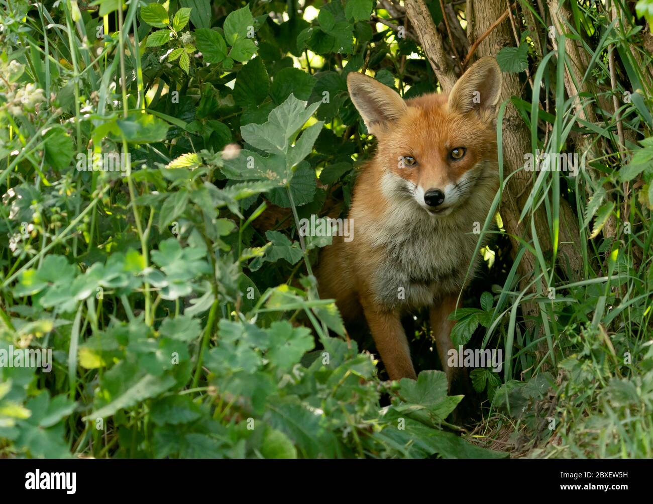 A wild male Red Fox (Vulpes vulpes) emerging from the undergrowth, Warwickshire Stock Photo - Alamy
