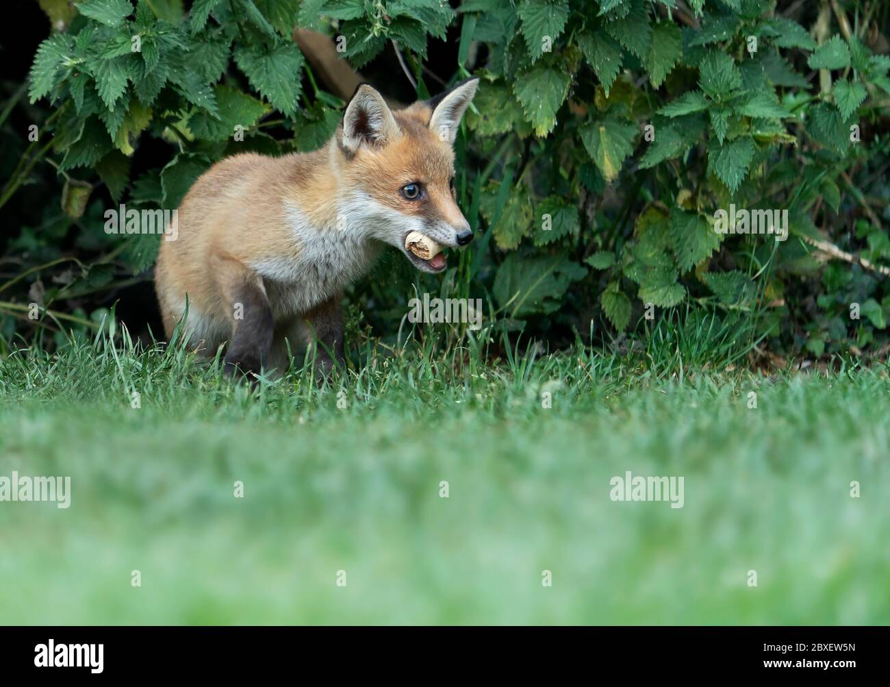 Fox cubs garden uk hi-res stock photography and images - Alamy