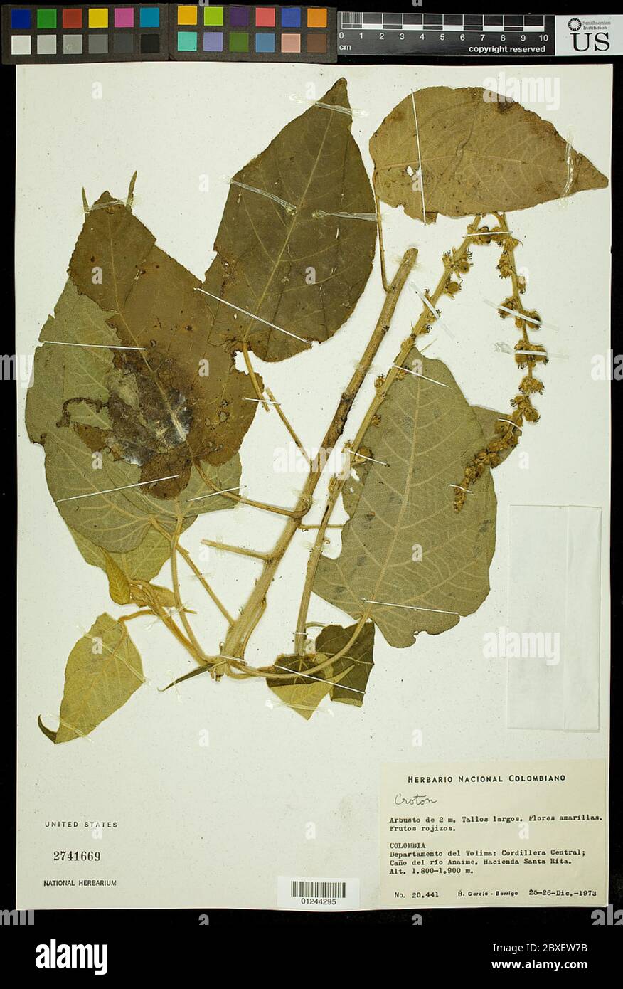 Croton sp hi-res stock photography and images - Alamy