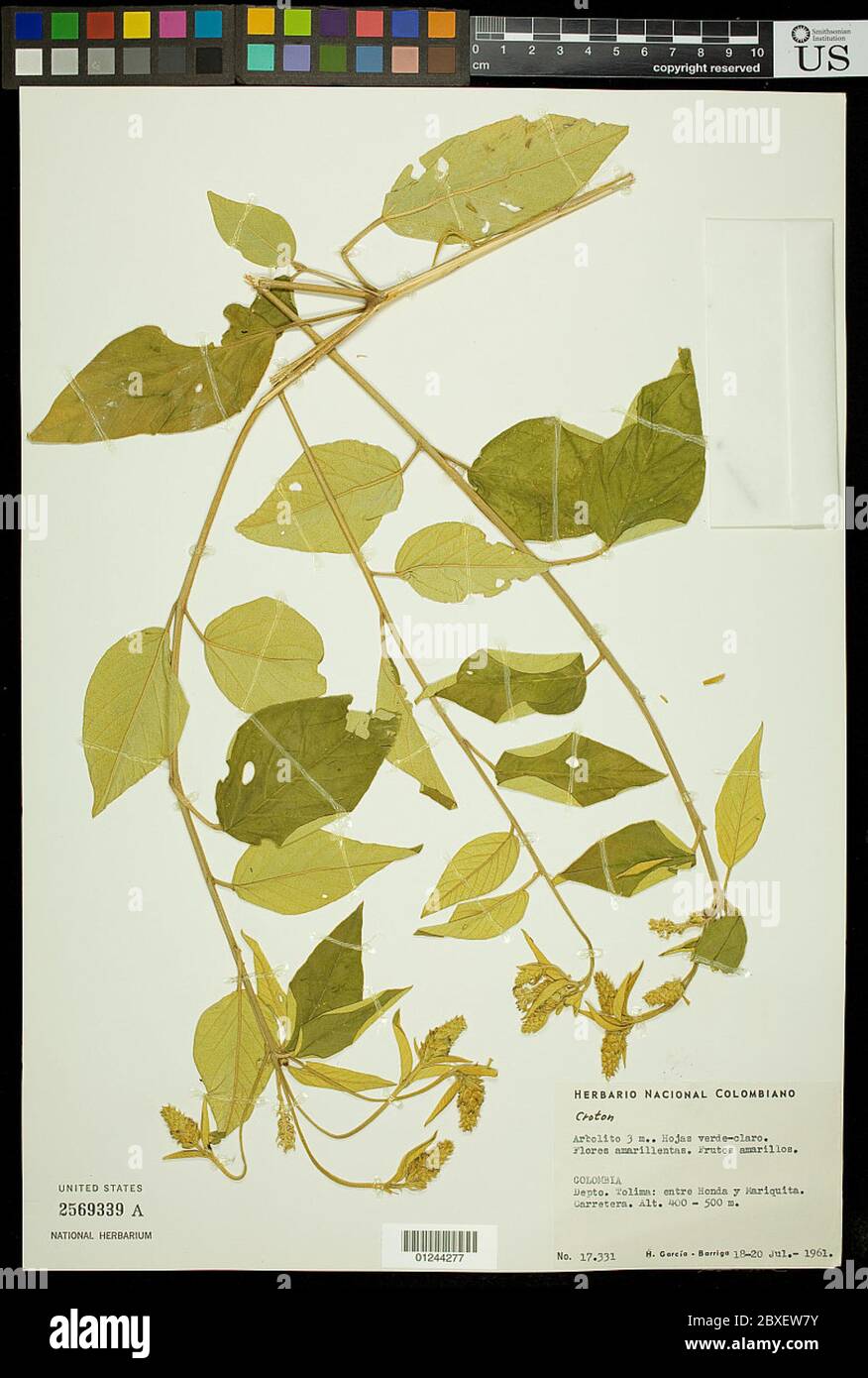 Croton sp hi-res stock photography and images - Alamy