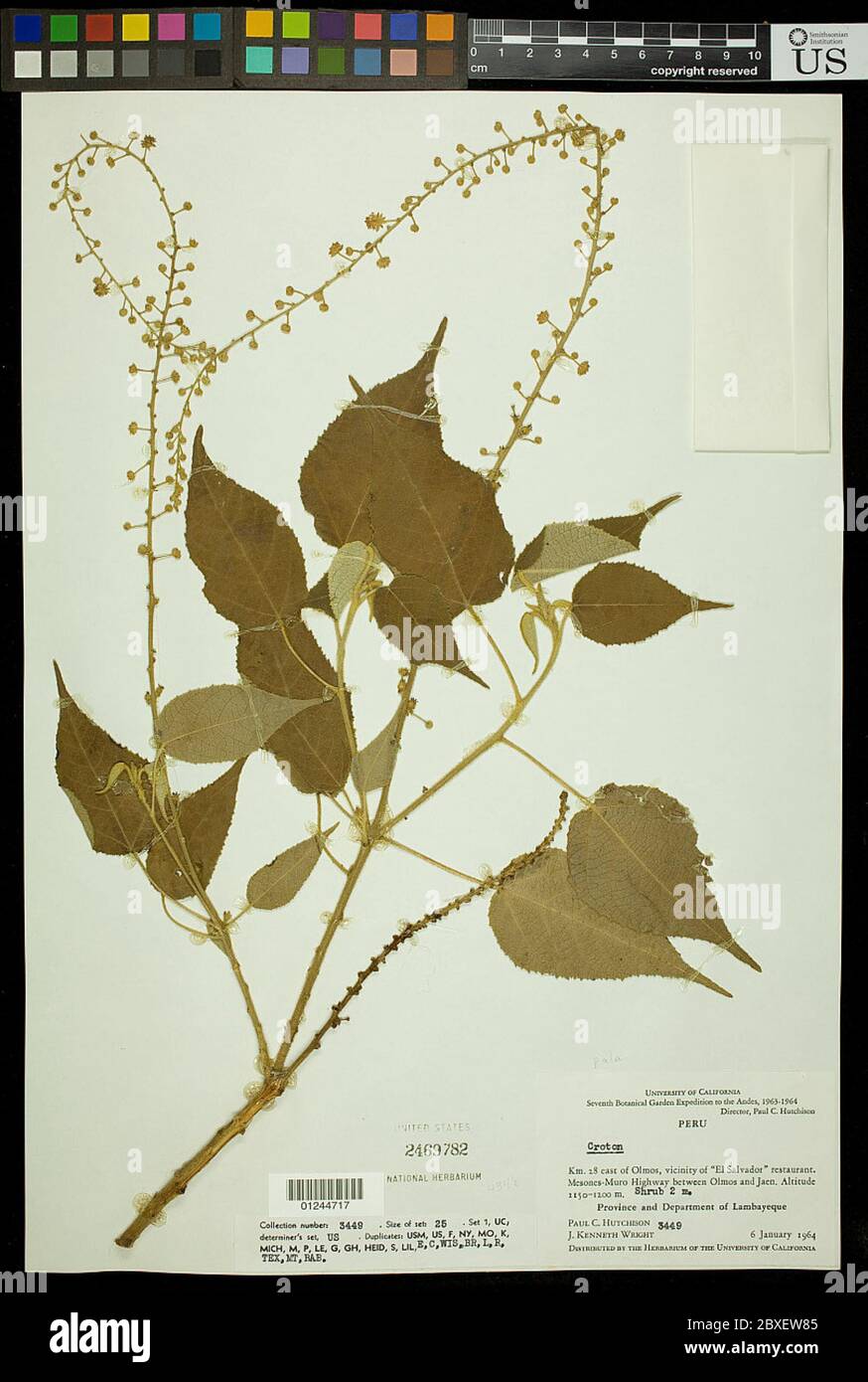 Croton sp hi-res stock photography and images - Alamy