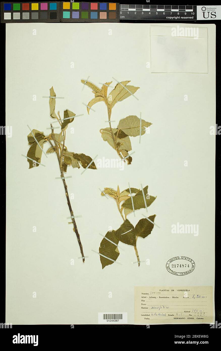 Croton sp hi-res stock photography and images - Alamy