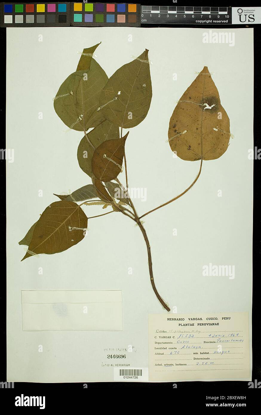 Croton sp hi-res stock photography and images - Alamy