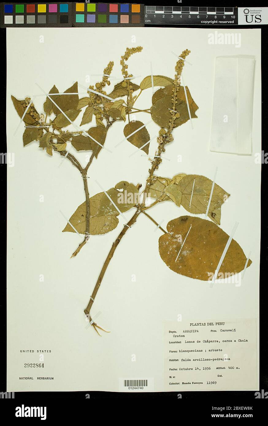 Croton sp hi-res stock photography and images - Alamy