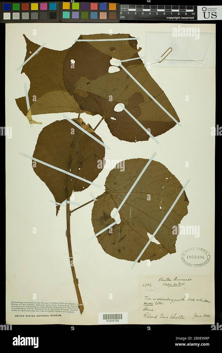 Croton sp hi-res stock photography and images - Alamy