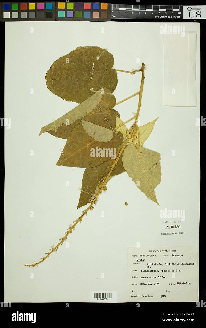 Croton sp hi-res stock photography and images - Alamy