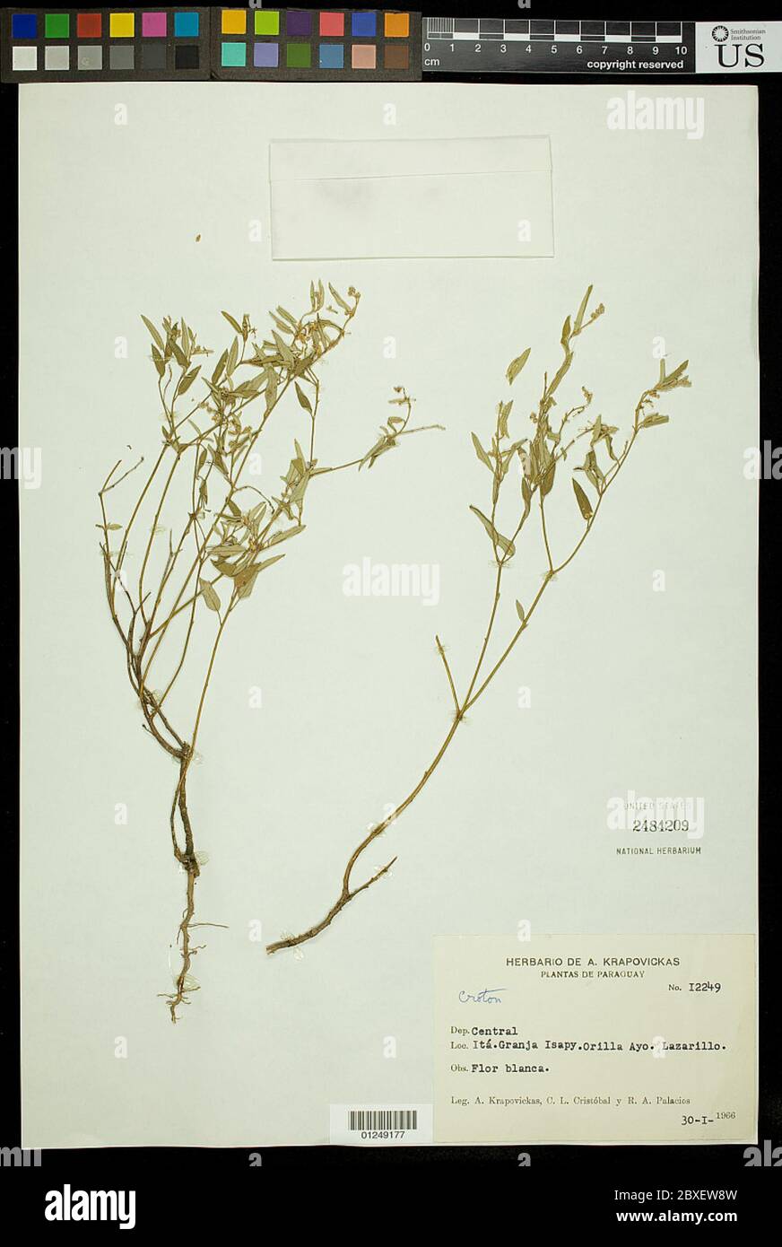 Croton sp hi-res stock photography and images - Alamy