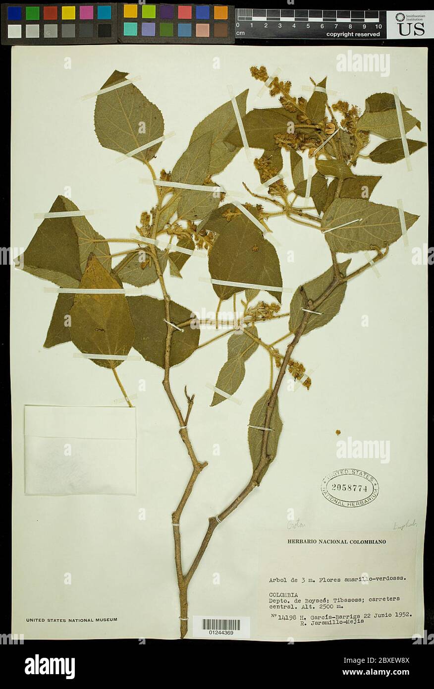 Croton sp hi-res stock photography and images - Alamy