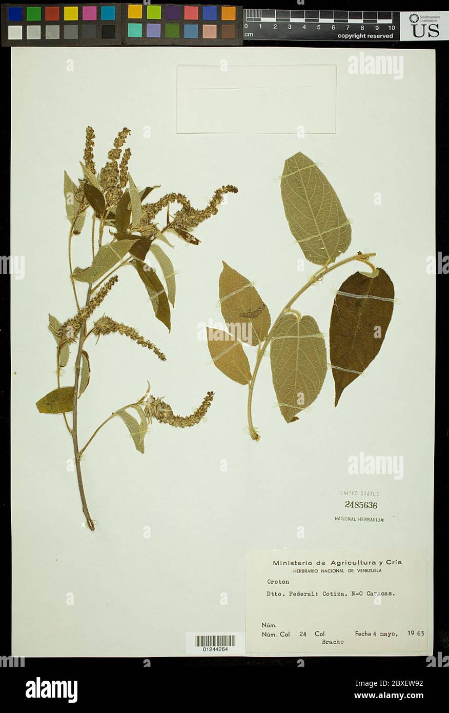 Croton sp hi-res stock photography and images - Alamy