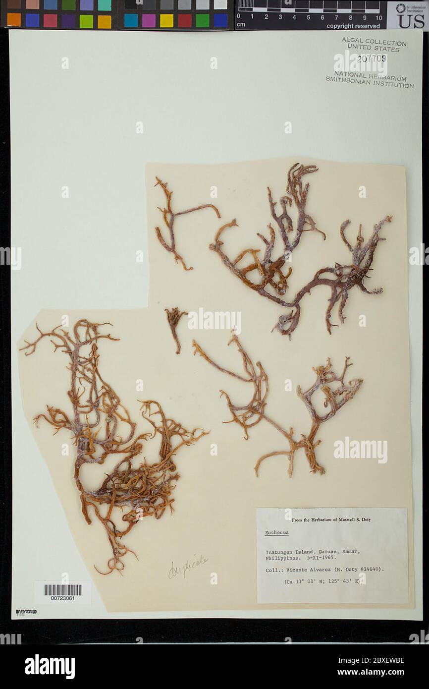 Eucheuma sp hi-res stock photography and images - Alamy