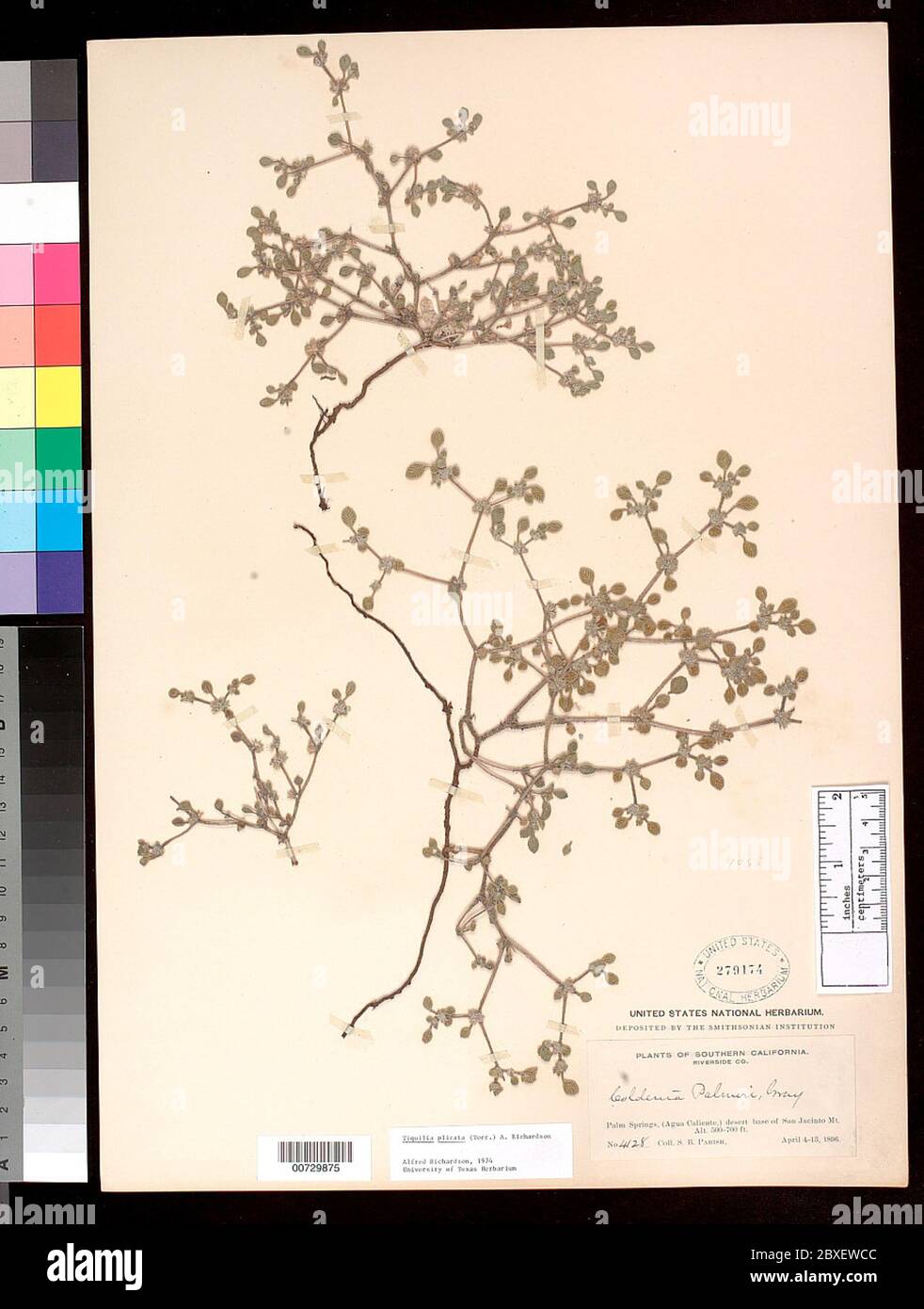 Tiquilia hi-res stock photography and images - Alamy