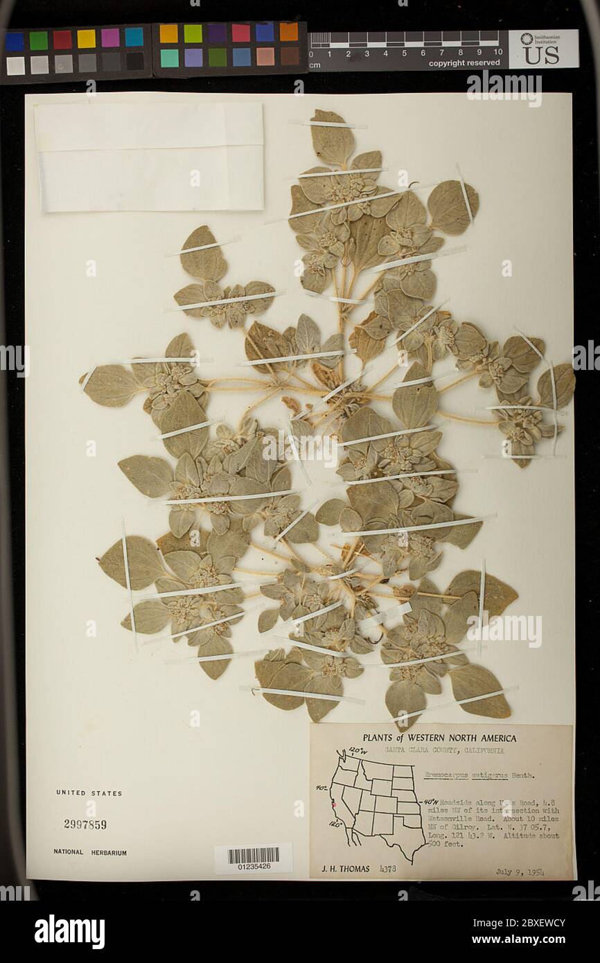 Eremocarpus setigerus hi-res stock photography and images - Alamy
