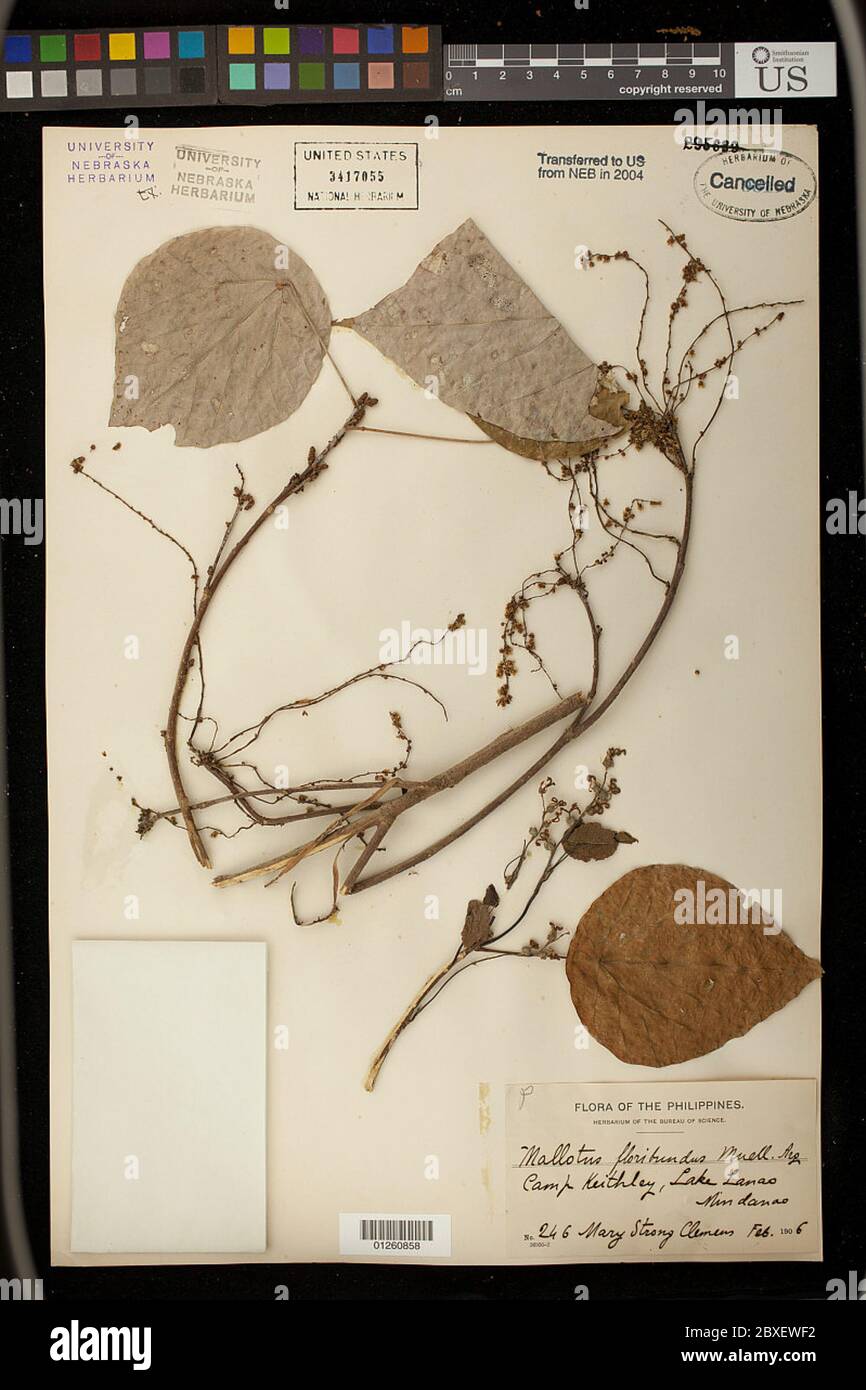 Floribundus hi-res stock photography and images - Alamy