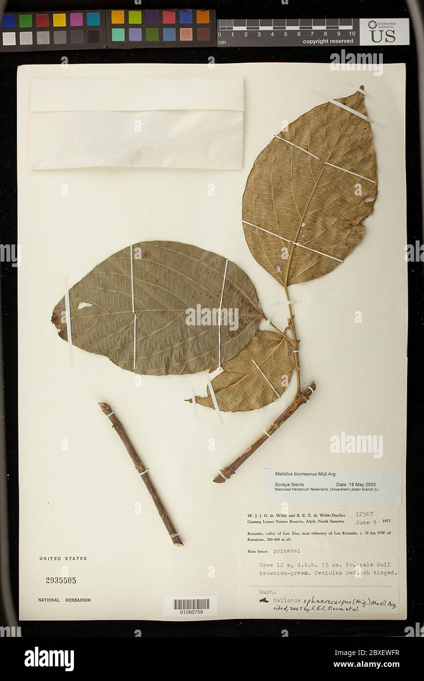 Sphaerocarpus hi-res stock photography and images - Alamy