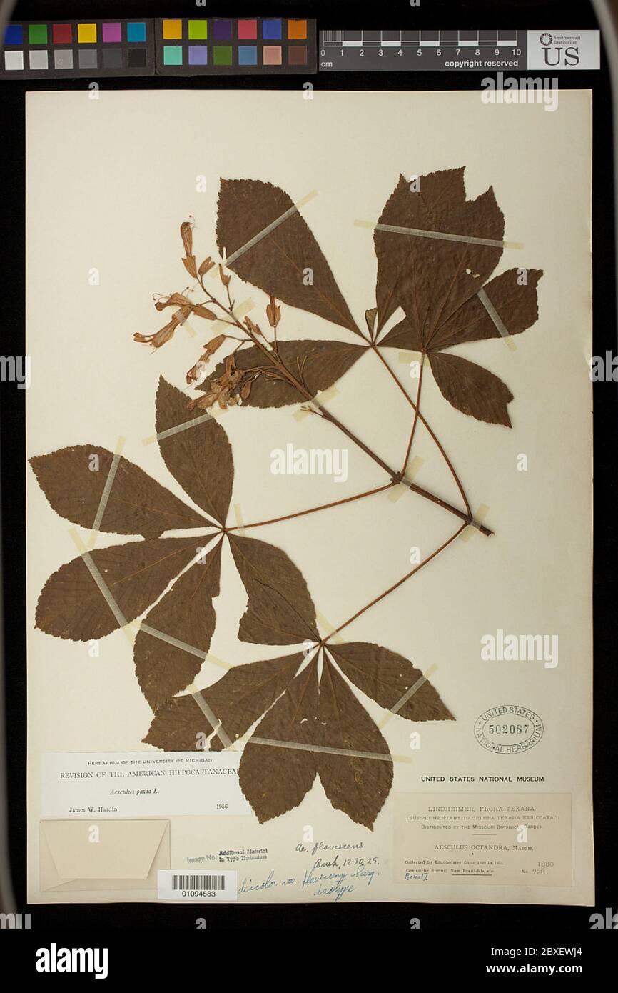 Flowering plant aesculus discolor hi-res stock photography and images ...