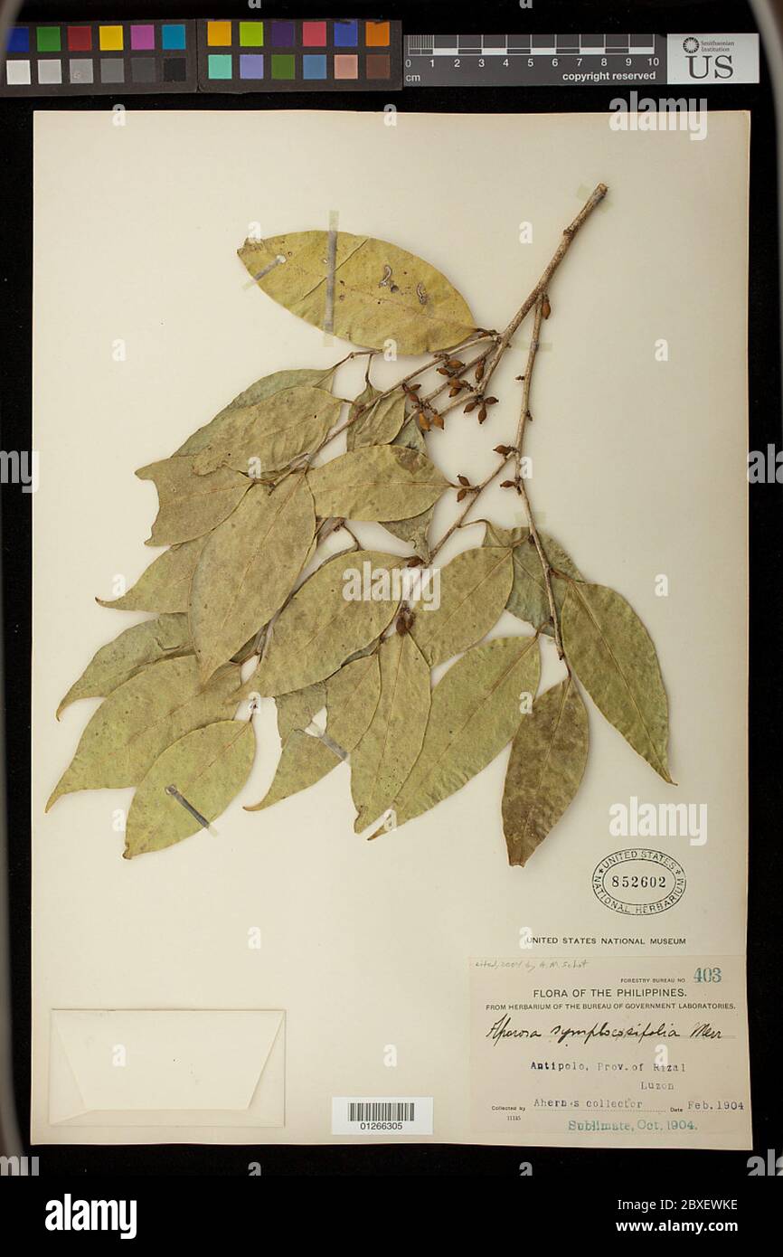 Aporosa hi-res stock photography and images - Alamy