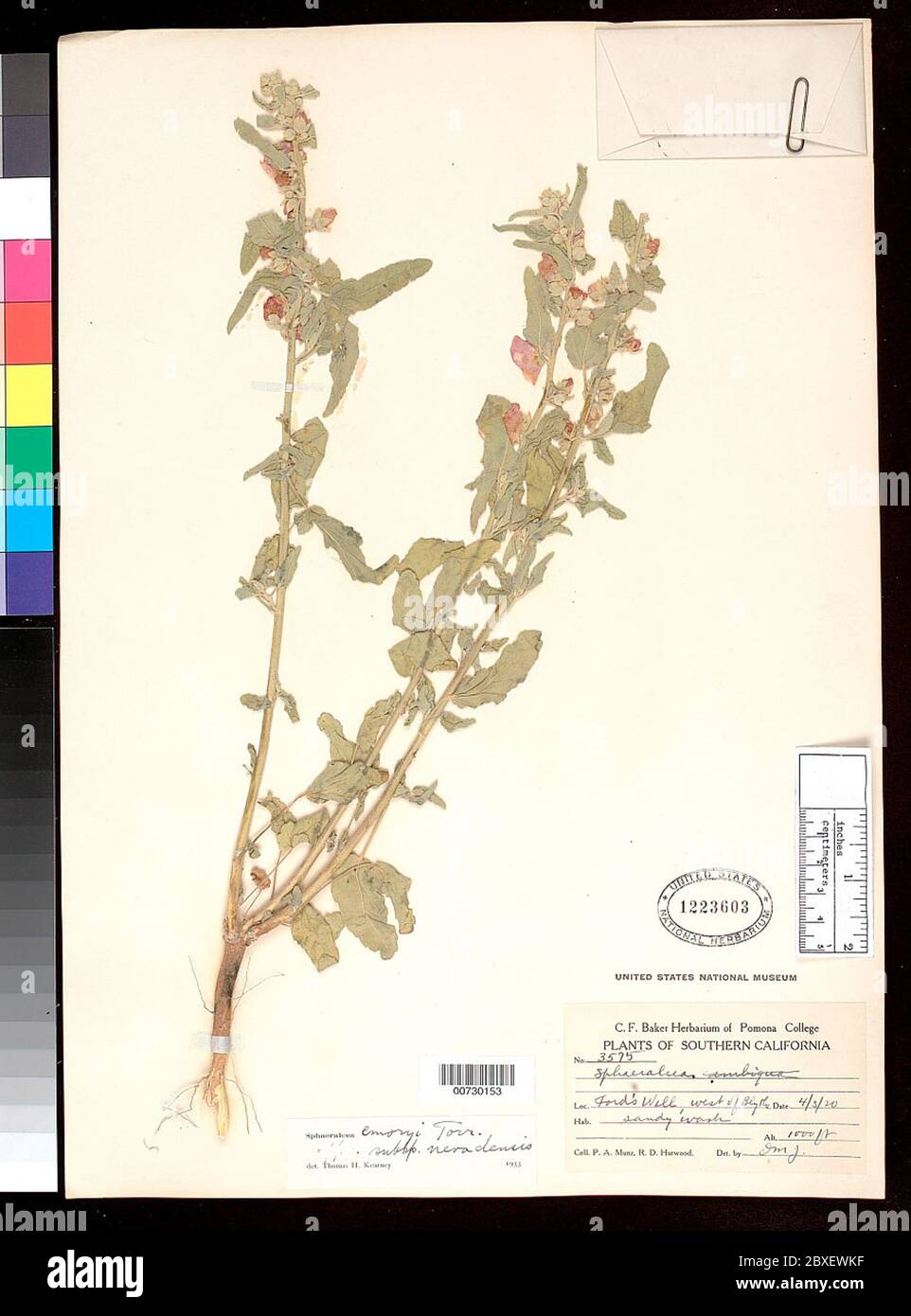 00730153.tif Sphaeralcea emoryi subsp nevadensis Kearney Stock Photo ...