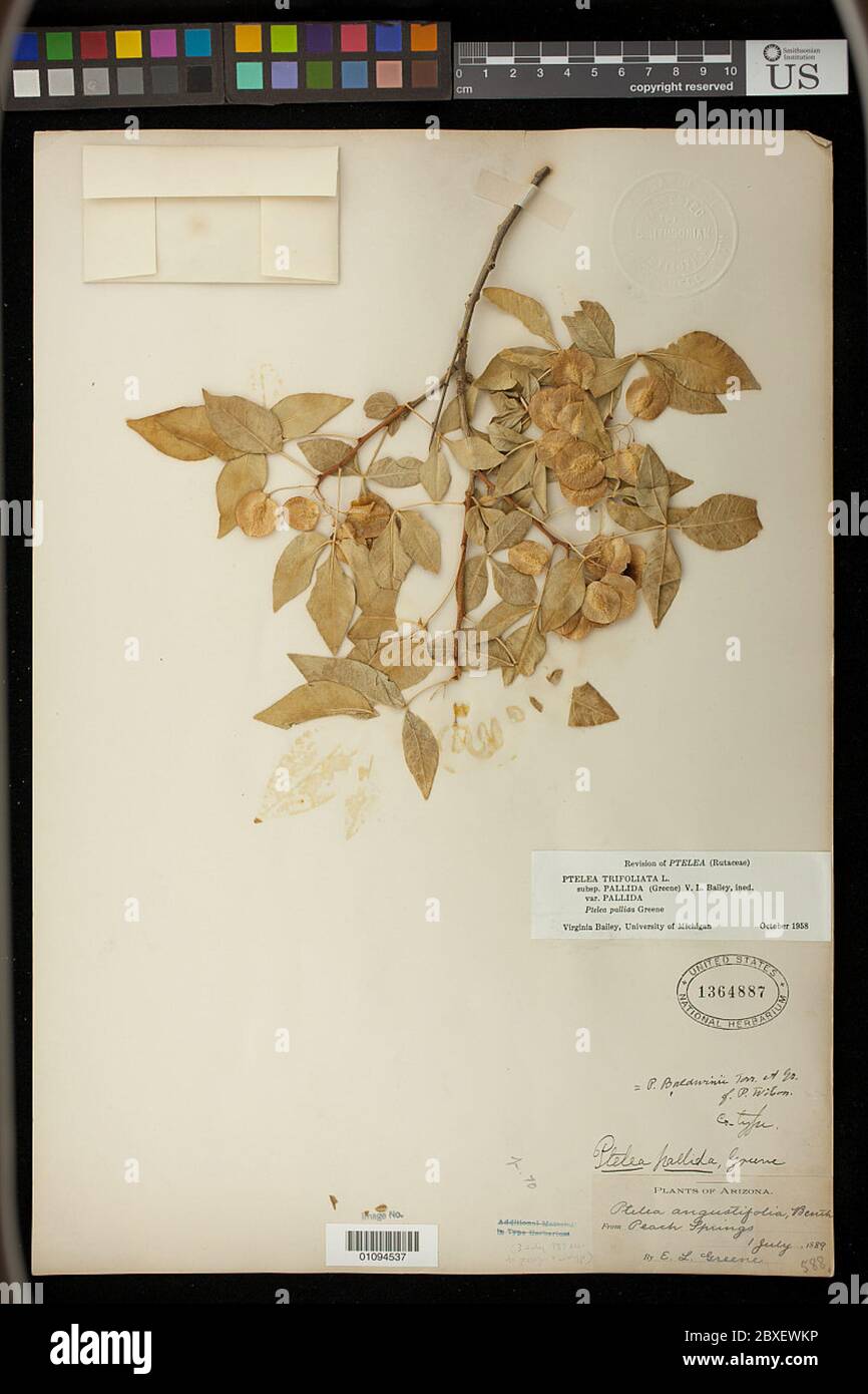 Ptelea hi-res stock photography and images - Alamy