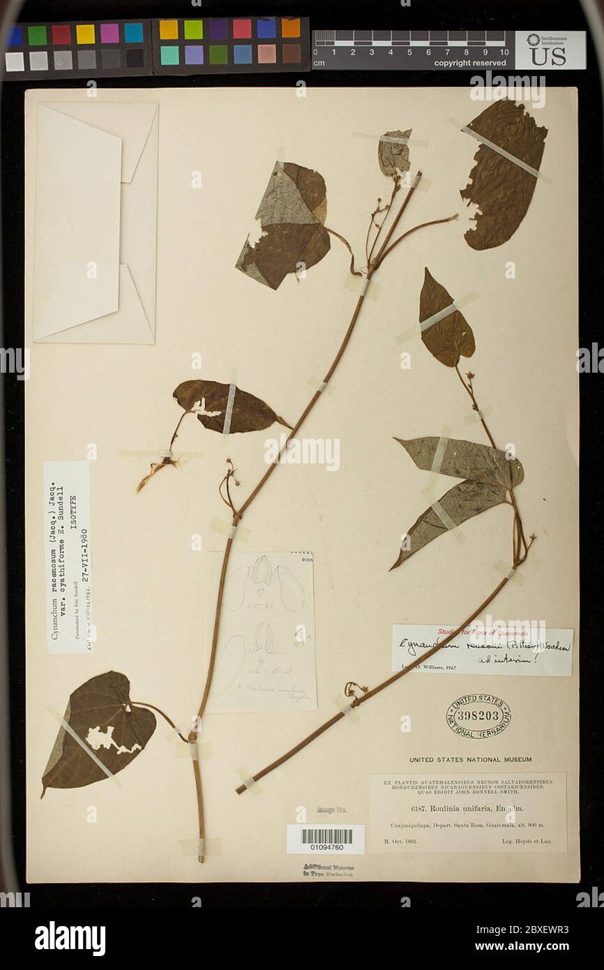 Cyathiforme hi-res stock photography and images - Alamy