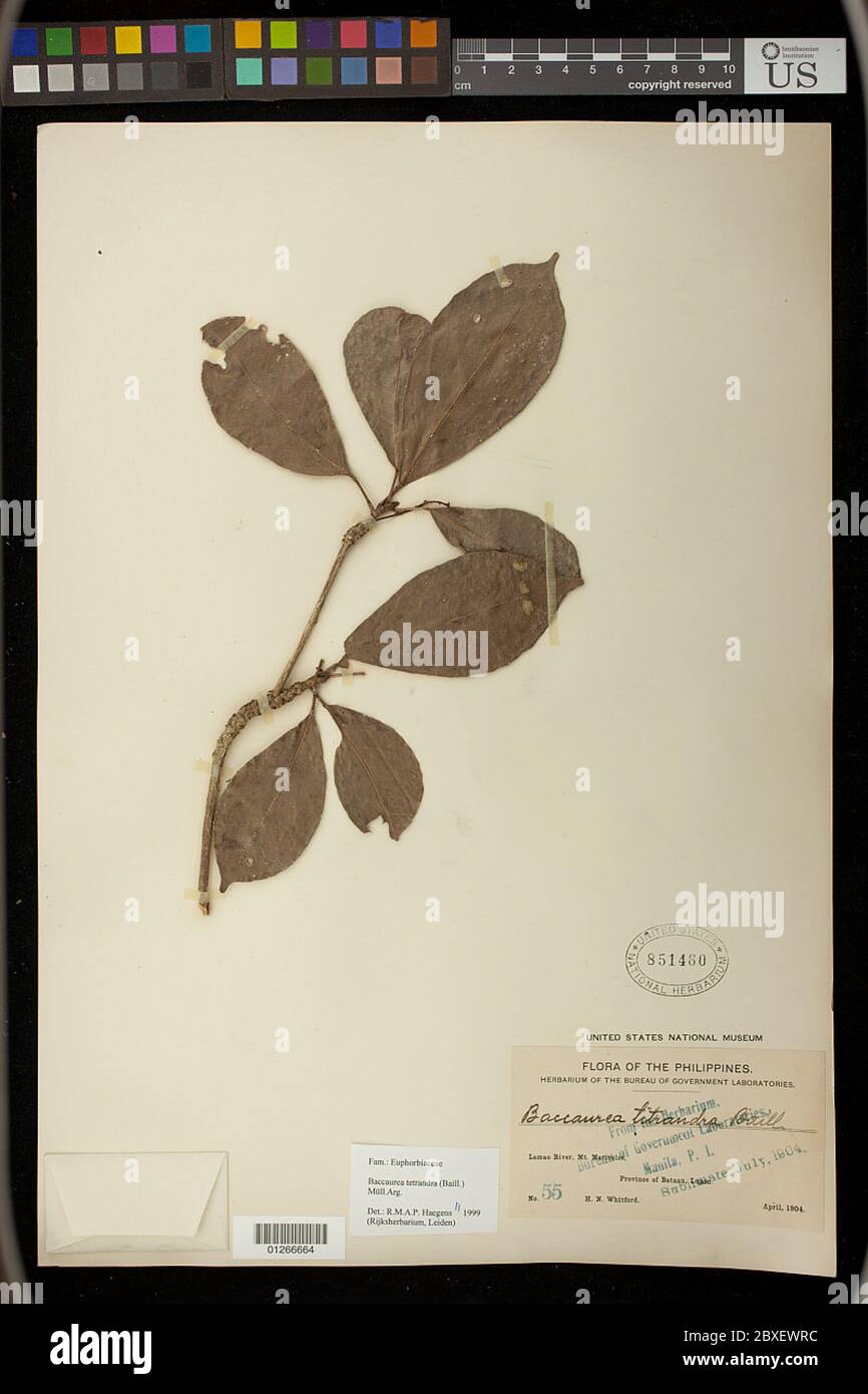 Baccaurea tetrandra Baill Mll Arg Baccaurea tetrandra Baill Mll Arg ...