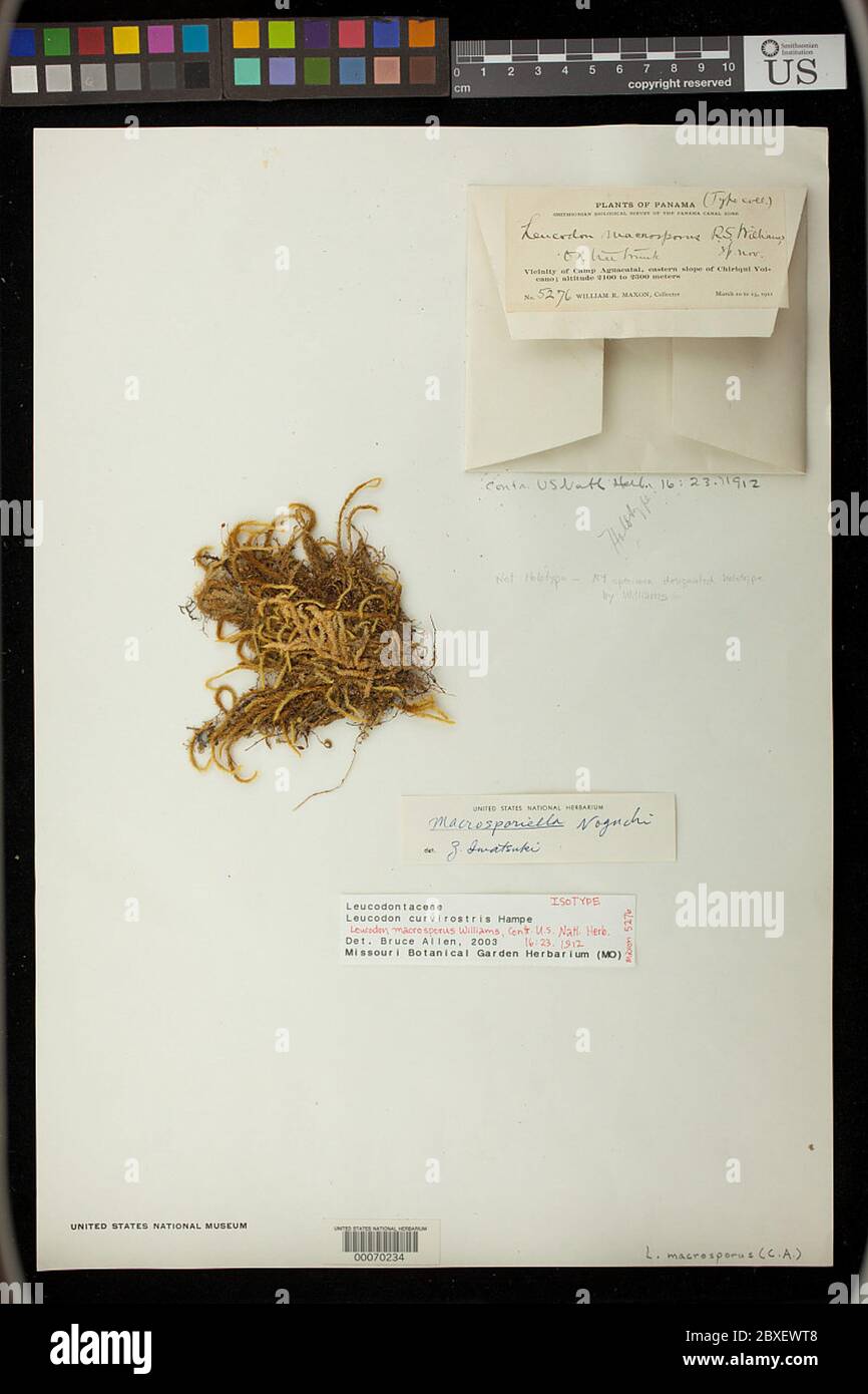 Leucodontaceae hi-res stock photography and images - Alamy