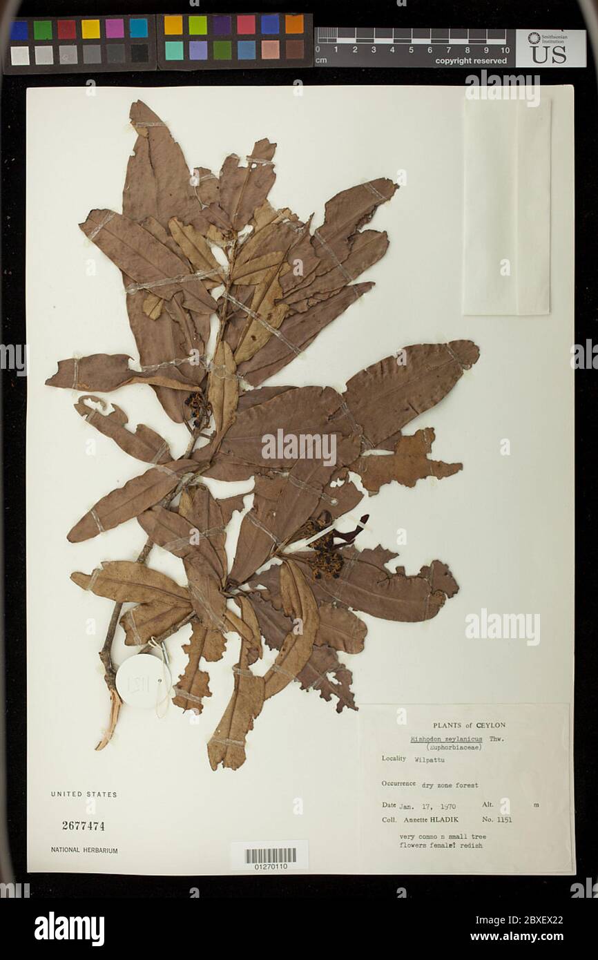 Mischodon zeylanicus Thwaites Mischodon zeylanicus Thwaites Stock Photo ...