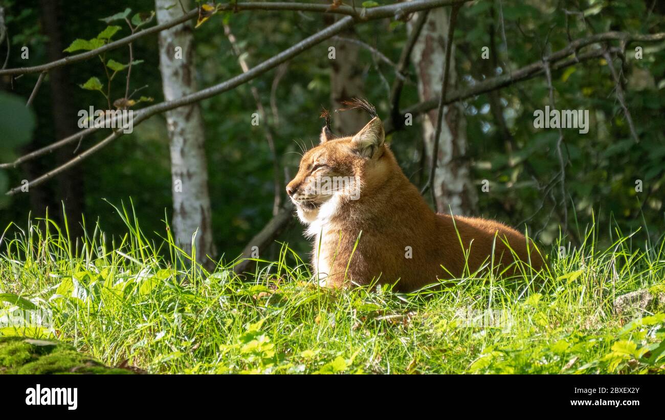 A lynx enjoys the autumn sun in a clearing Stock Photo - Alamy