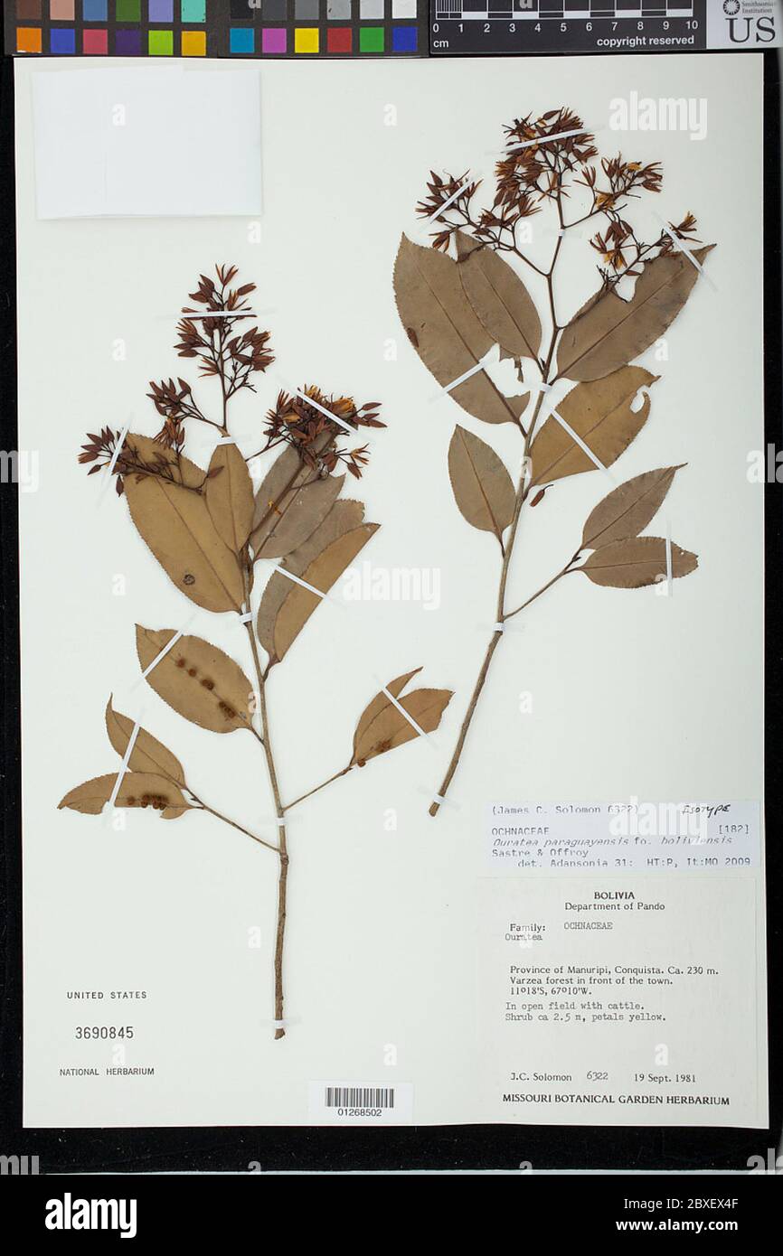 Ouratea paraguayensis f boliviensis Sastre Offroy Ouratea paraguayensis ...