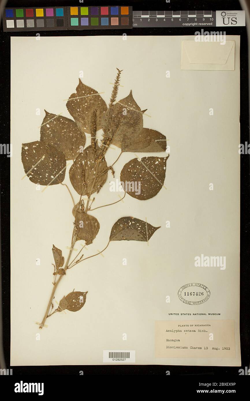 Acalypha setosa A Rich Acalypha setosa A Rich Stock Photo - Alamy