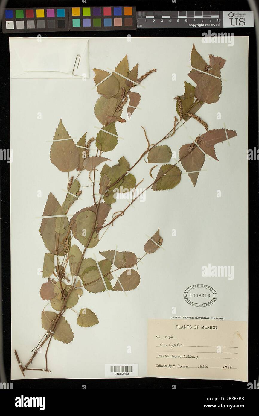 Acalypha sp Acalypha sp Stock Photo - Alamy